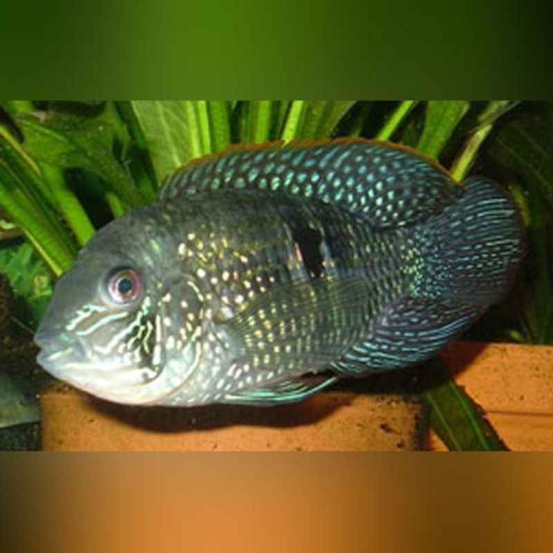 Blue Acara Cichlid - Live Freshwater Fish and Aquarium Supplies – Buy ...