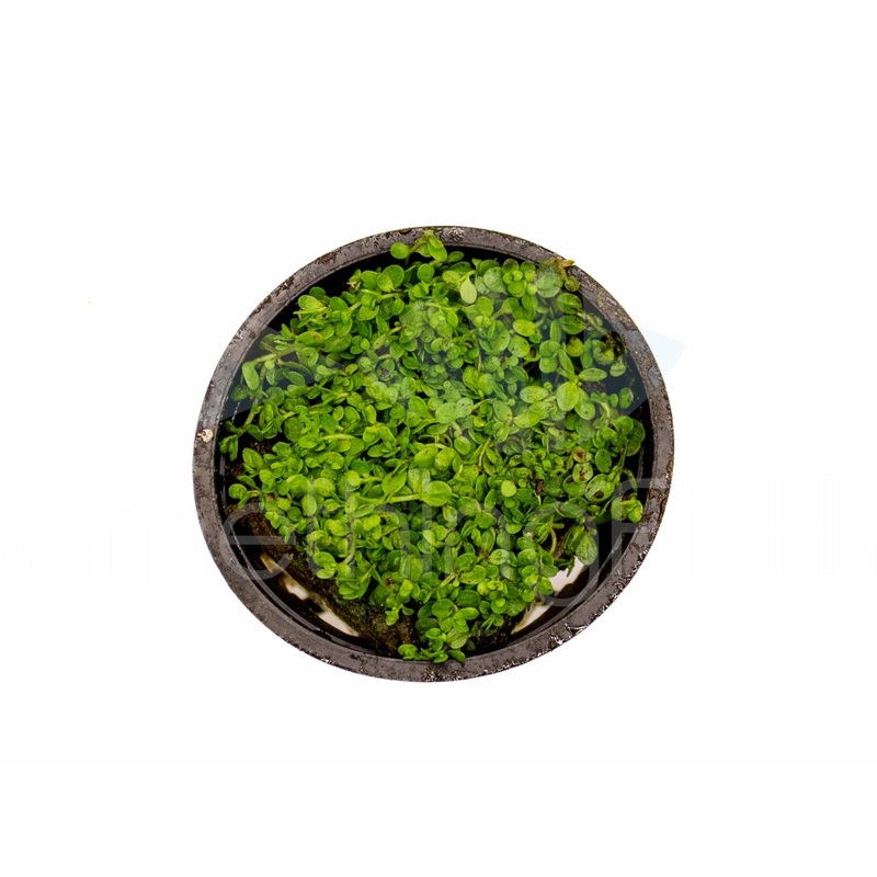 Dwarf Baby Tears Plant Pot - Live Freshwater Fish and Aquarium Supplies ...