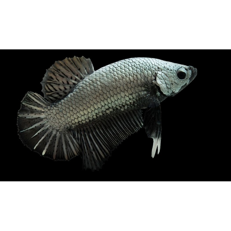 Samurai Plakat Betta Fish Male - Live Freshwater Fish and Aquarium ...