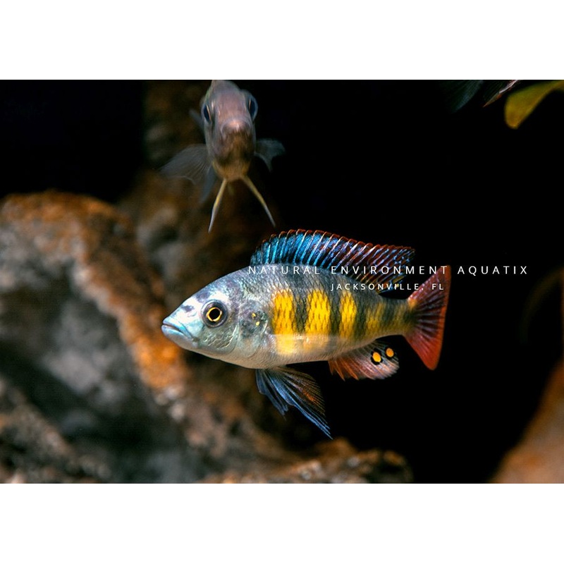 Zebra Obliquiden Cichlid - Live Freshwater Fish and Aquarium Supplies ...