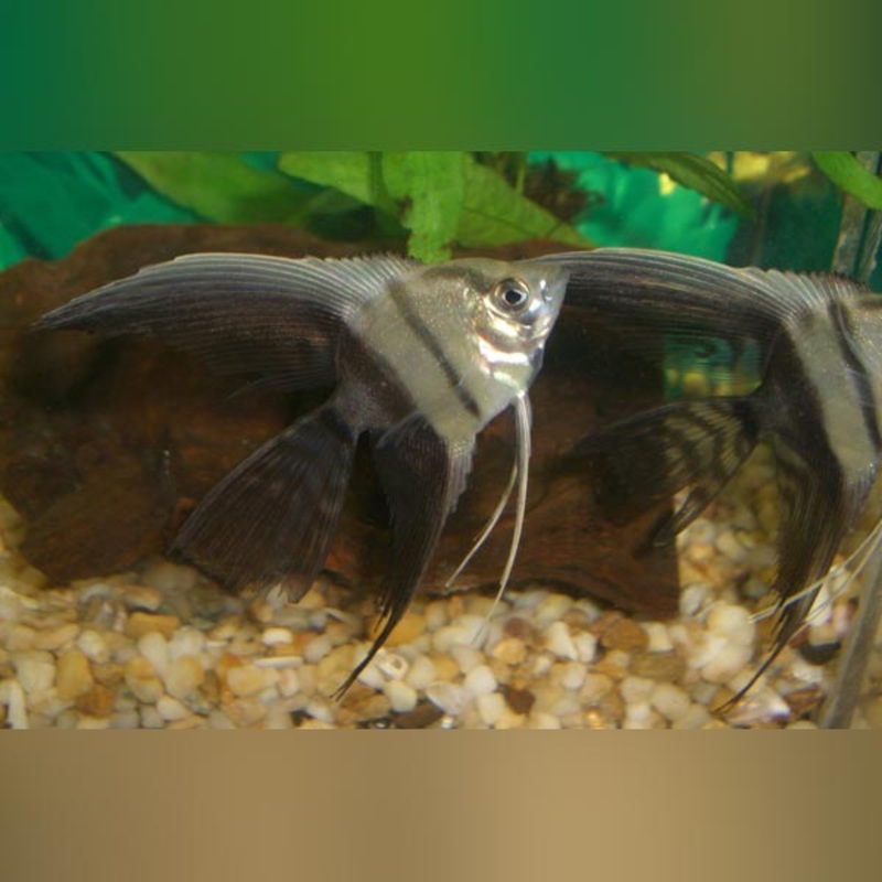 Half Black Veil Angelfish - Live Freshwater Fish and Aquarium Supplies ...